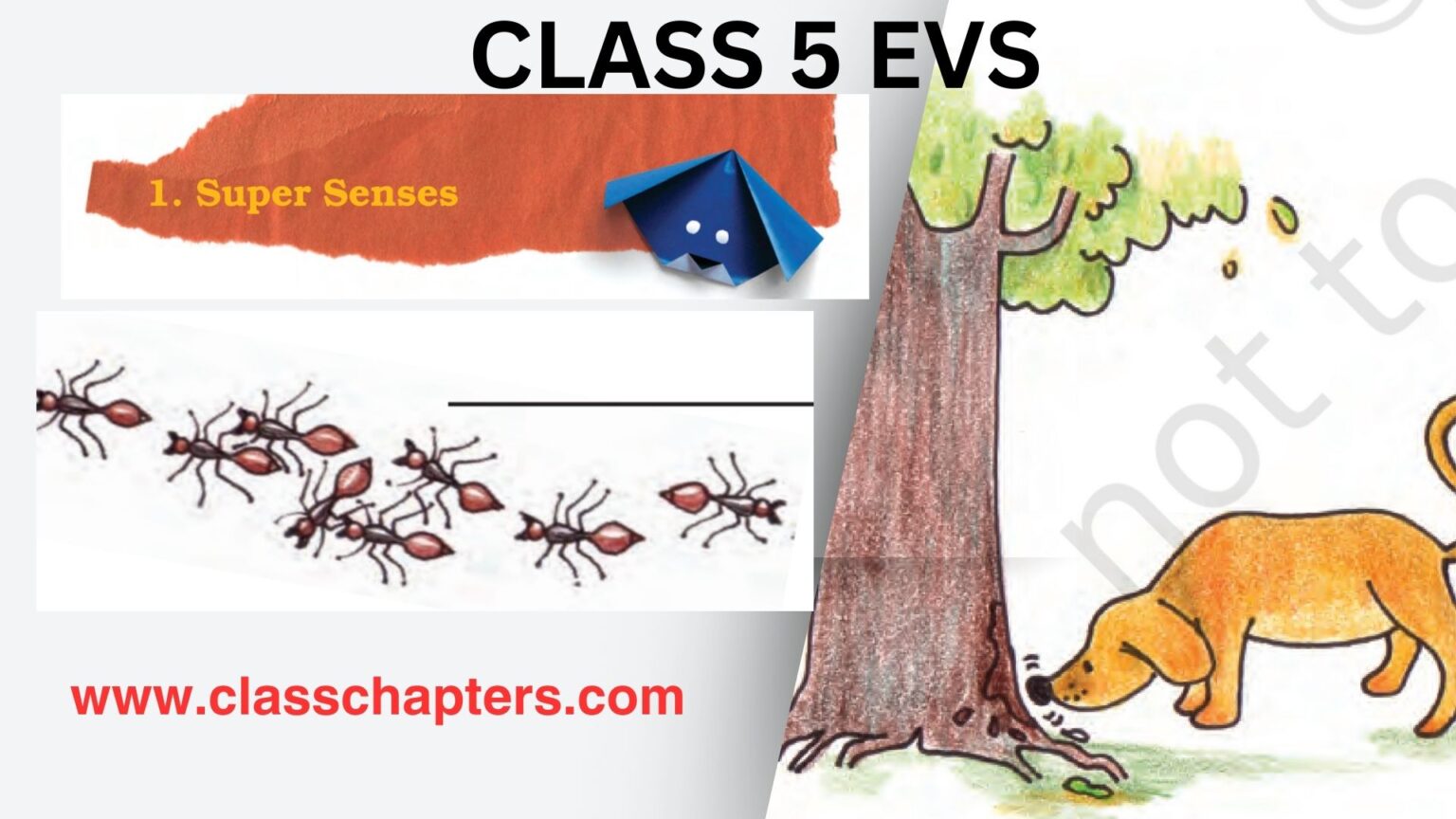 Class 5 EVS Lesson Plan in Word and PDF format - class chapters